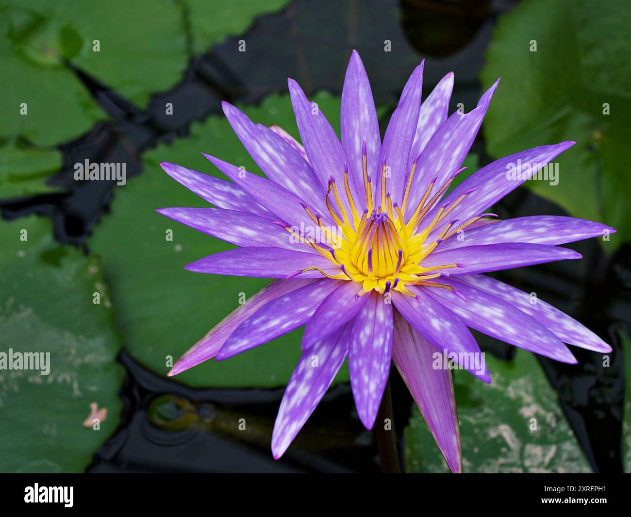 Purple violet flower water lily Nymphaea nouchali var. caerulea ...