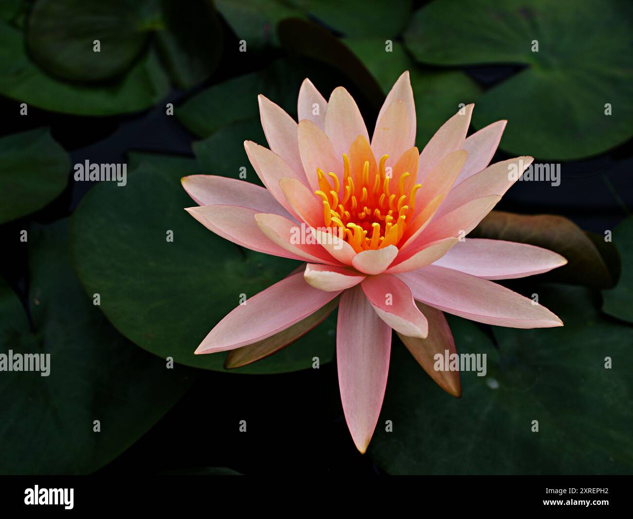 Yellow flower water lily Nymphaea nouchali var. caerulea ,Egyptian ...