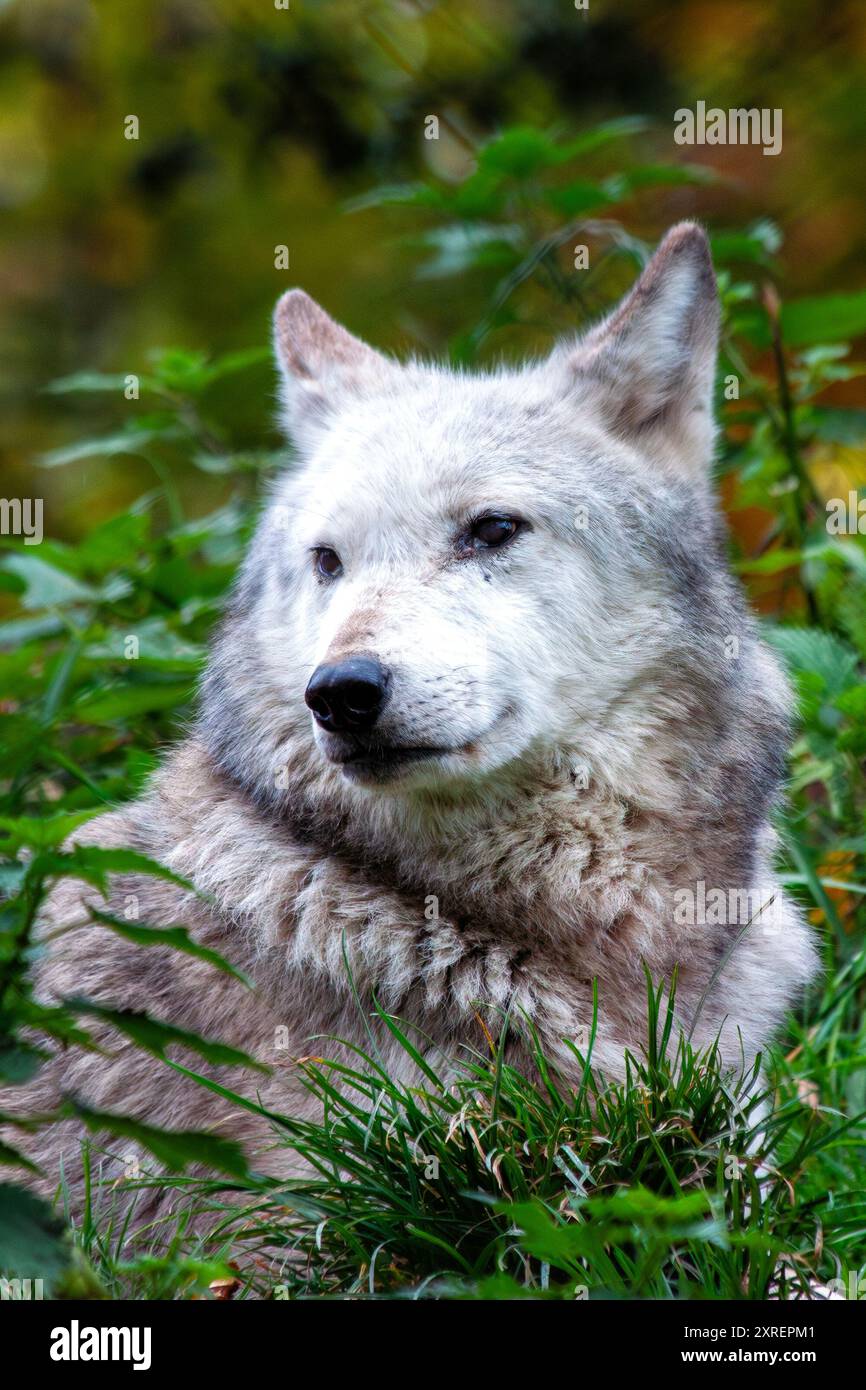 Greenland wolf hi-res stock photography and images - Alamy