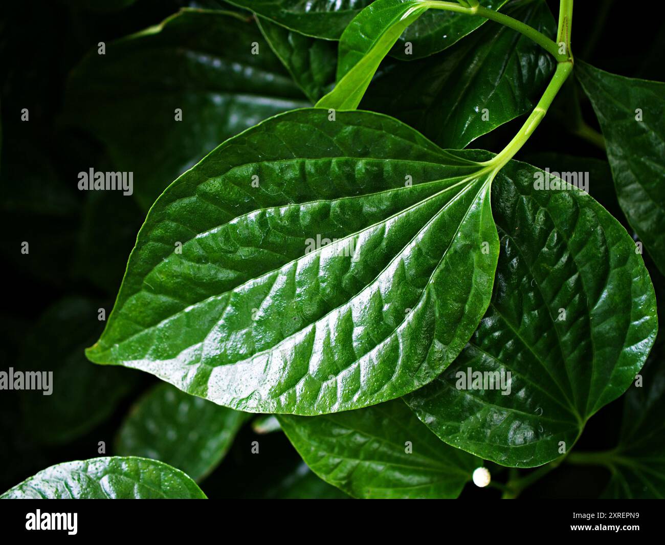 Piper sarmentosum leaf plant hi-res stock photography and images - Alamy