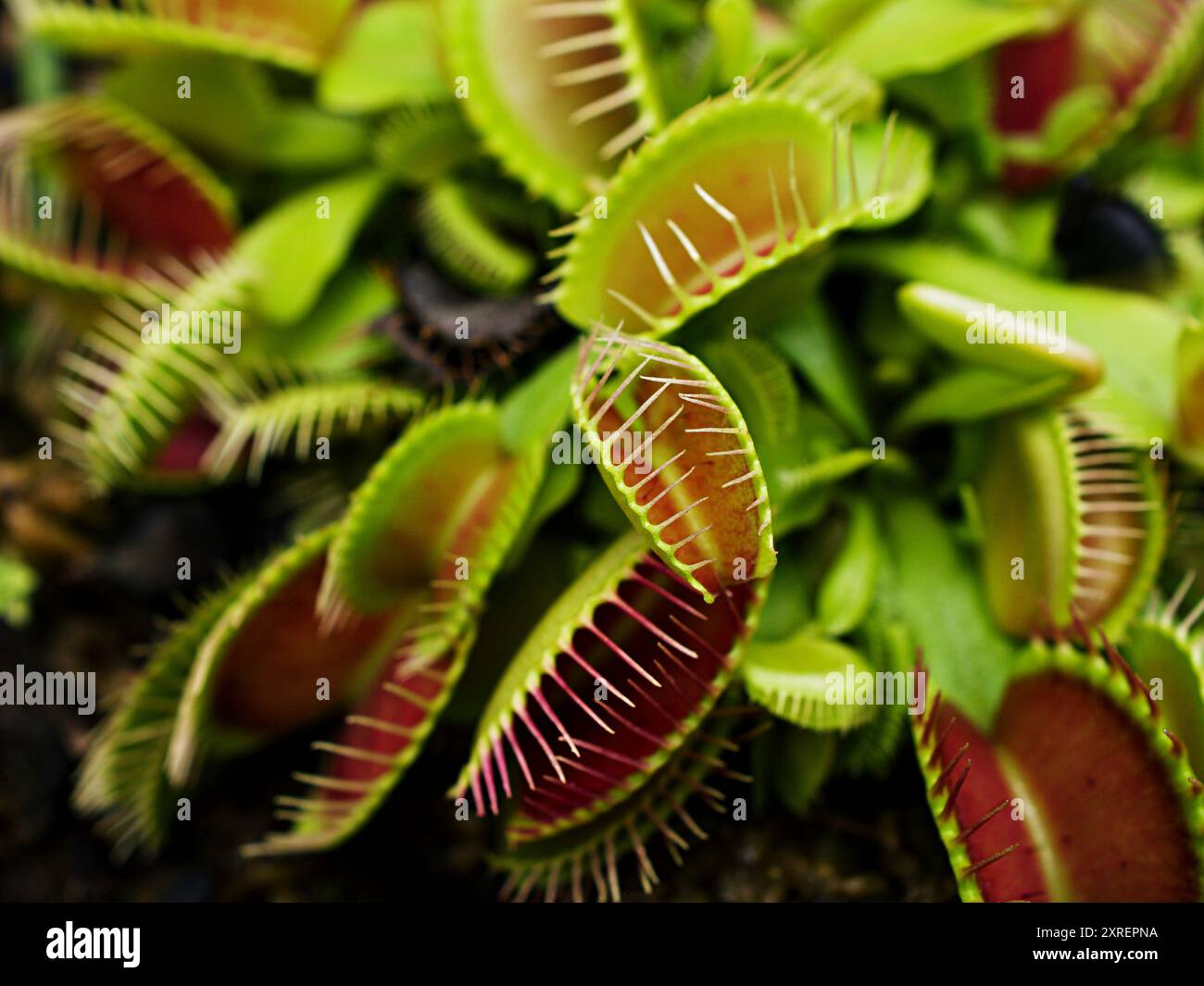 Closeup Venus flytrap ,Insectivorous plants ,Low Giant ,Dionaea ...