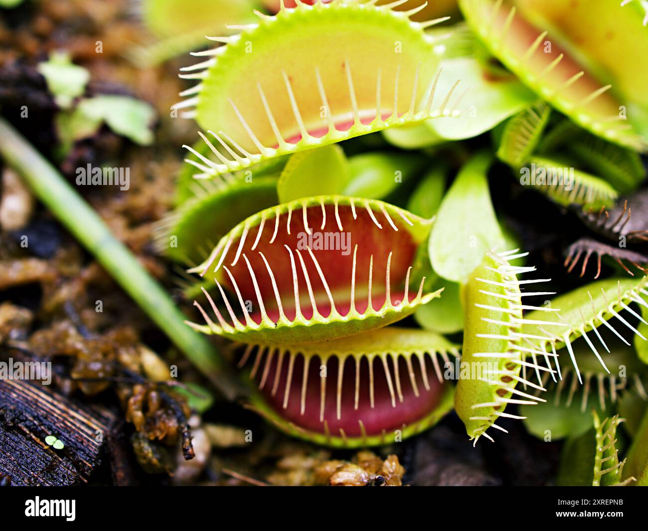 Closeup Venus flytrap ,Insectivorous plants ,Low Giant ,Dionaea ...
