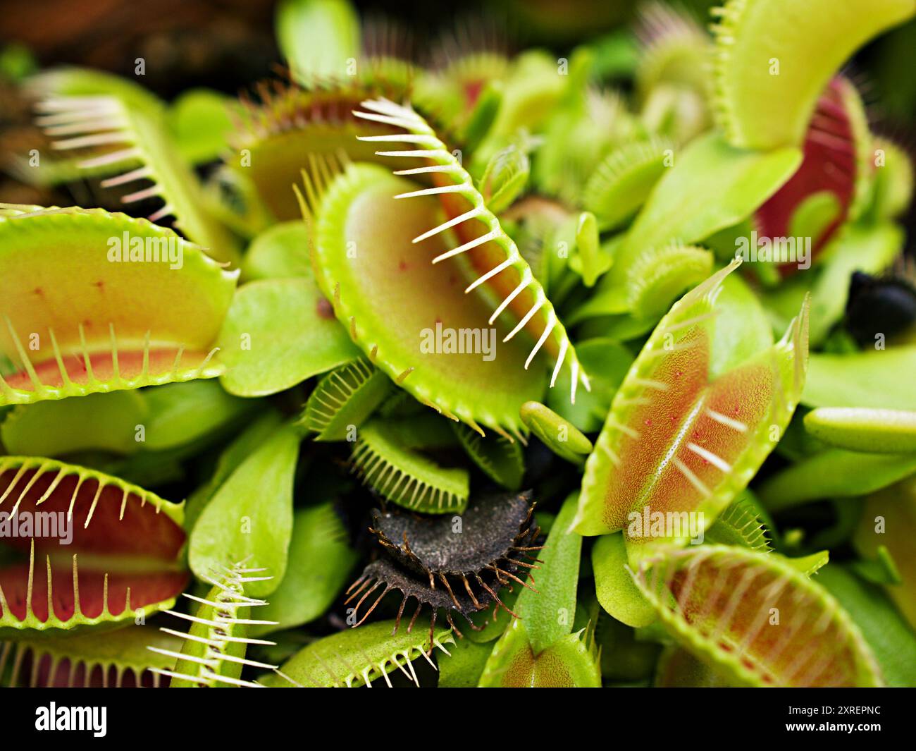 Closeup Venus flytrap ,Insectivorous plants ,Low Giant ,Dionaea ...