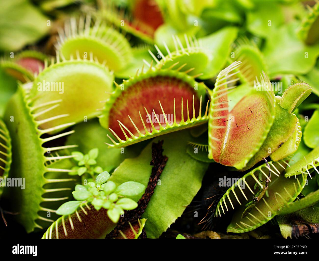 Closeup Venus flytrap ,Insectivorous plants ,Low Giant ,Dionaea ...