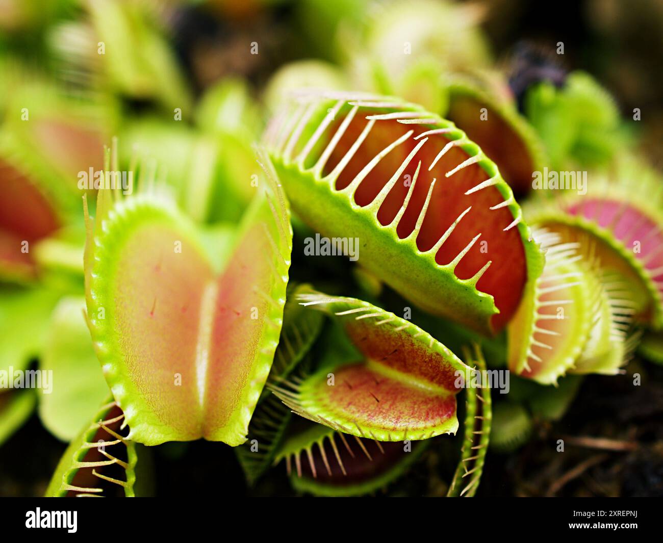 Closeup Venus flytrap ,Insectivorous plants ,Low Giant ,Dionaea ...