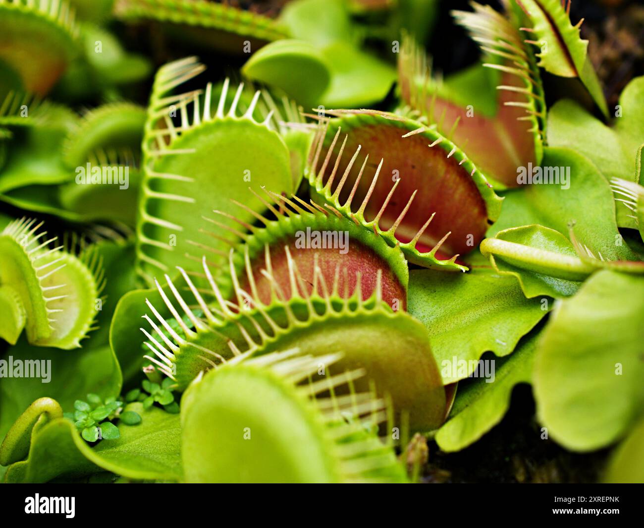 Closeup Venus flytrap ,Insectivorous plants ,Low Giant ,Dionaea ...