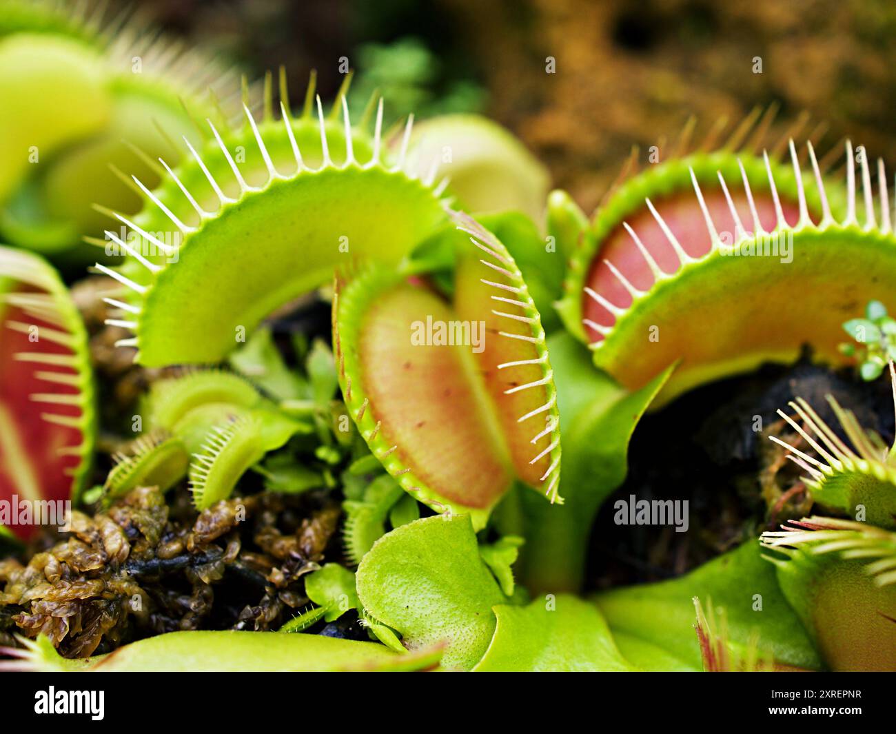 Closeup Venus flytrap ,Insectivorous plants ,Low Giant ,Dionaea muscipula ,needle-like-teeth ...