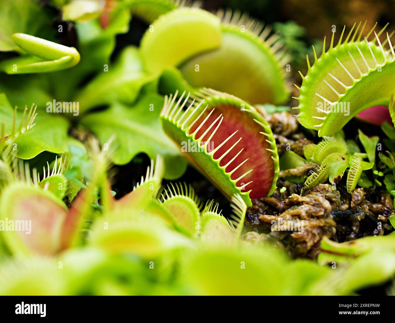 Closeup Venus flytrap ,Insectivorous plants ,Low Giant ,Dionaea muscipula ,needle-like-teeth ...