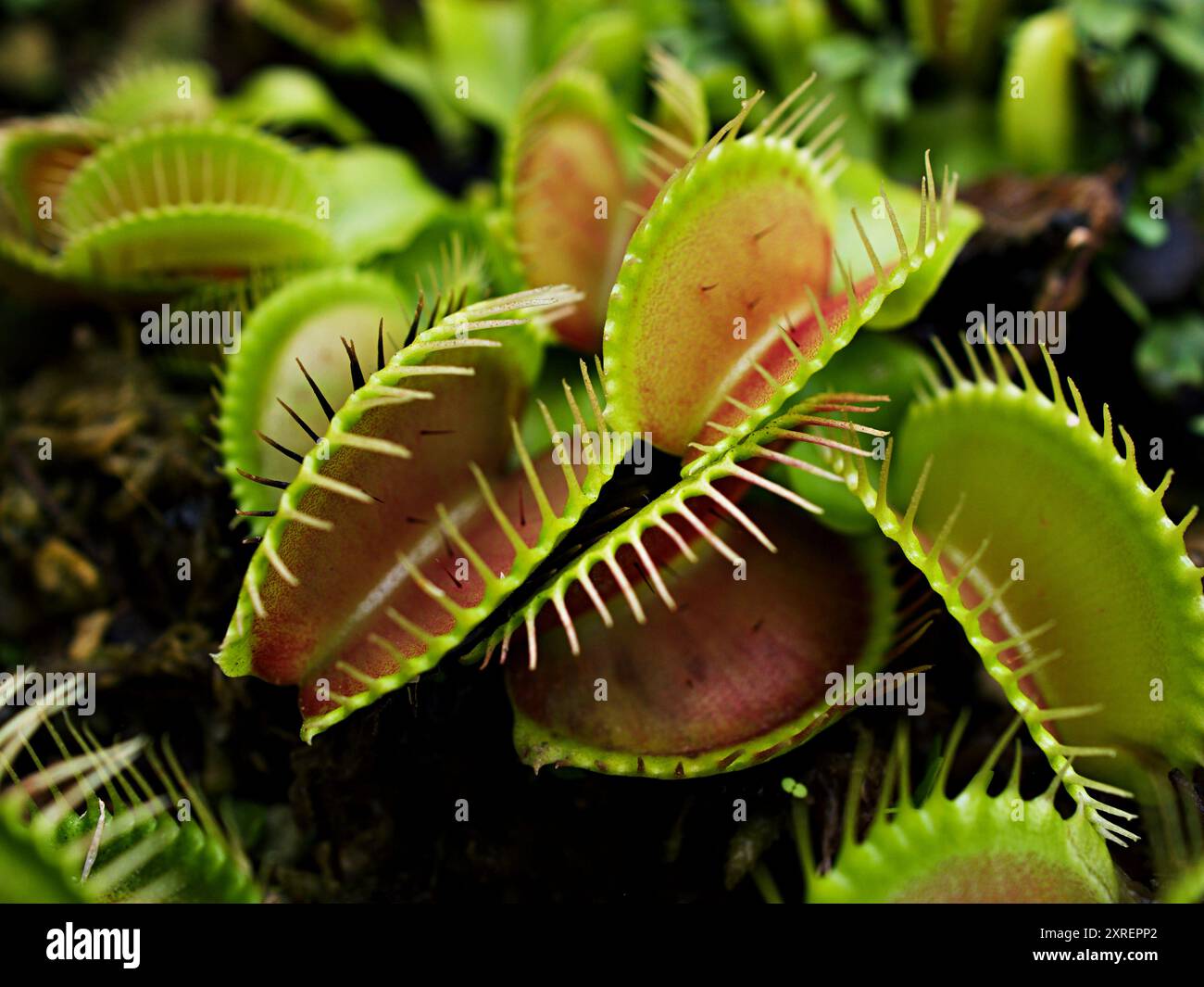 Jupiter Flytrap