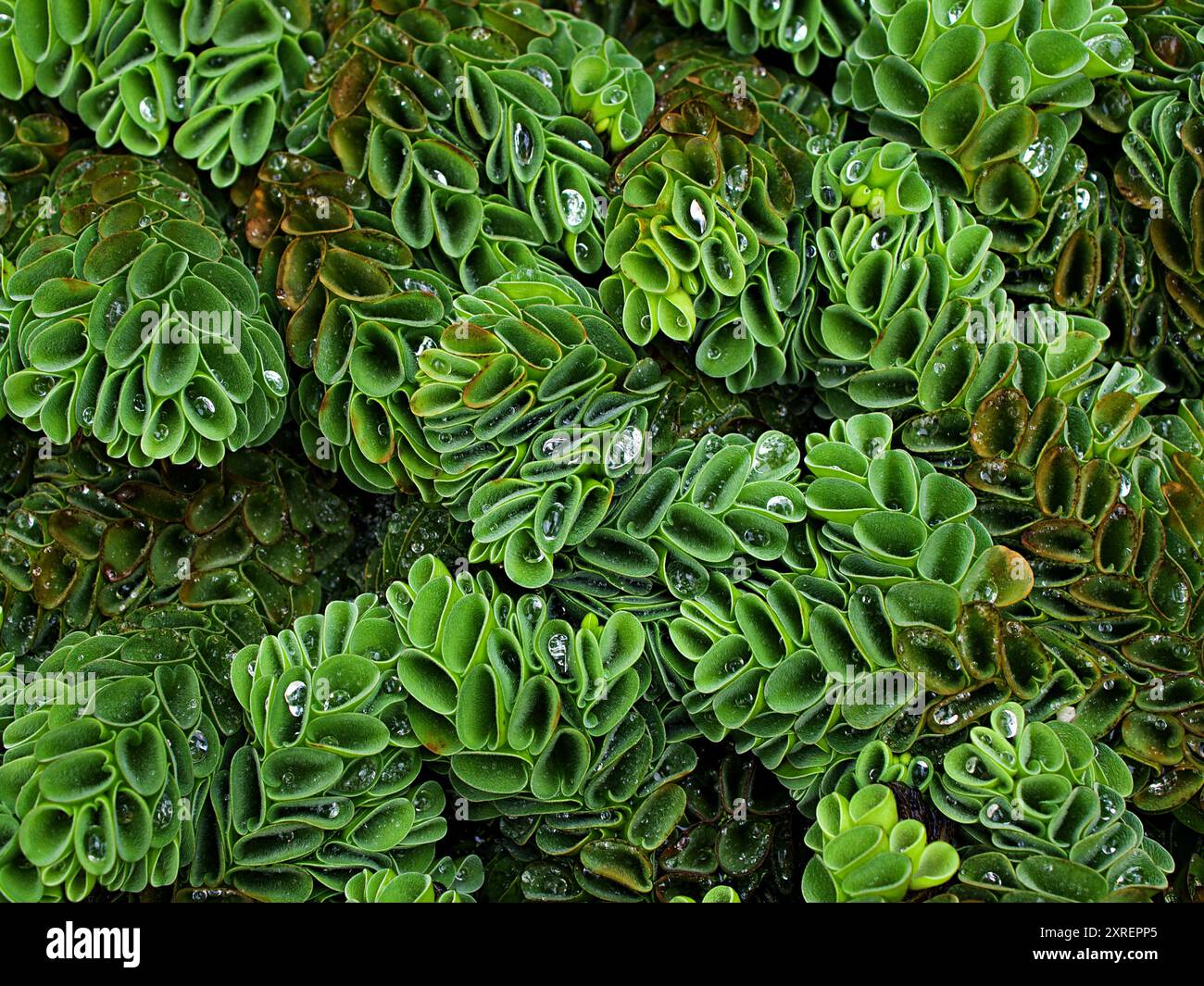 Macro green Giant Salvinia molesta ,weed water plants ,aquatic fern ,floating moss ,floating ...