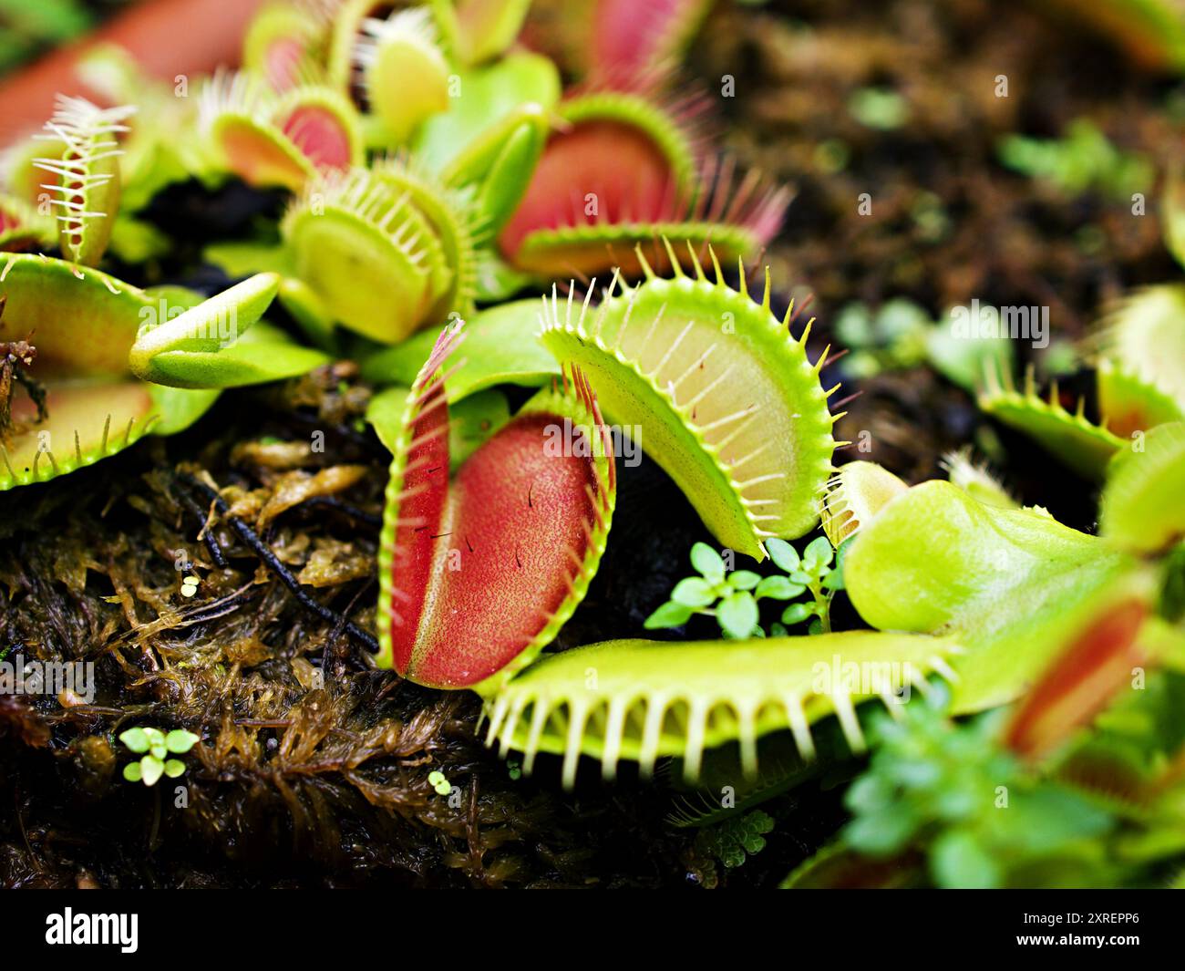 Closeup Venus flytrap ,Insectivorous plants ,Low Giant ,Dionaea ...