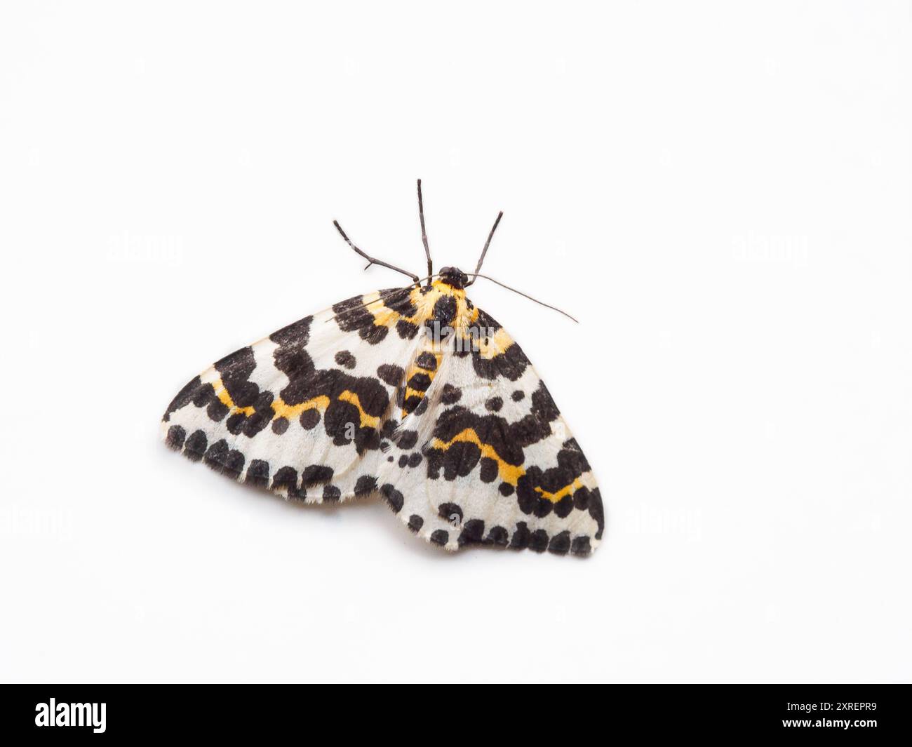 Magpie moth (Abraxas grossulariata) resting on a plain white background ...