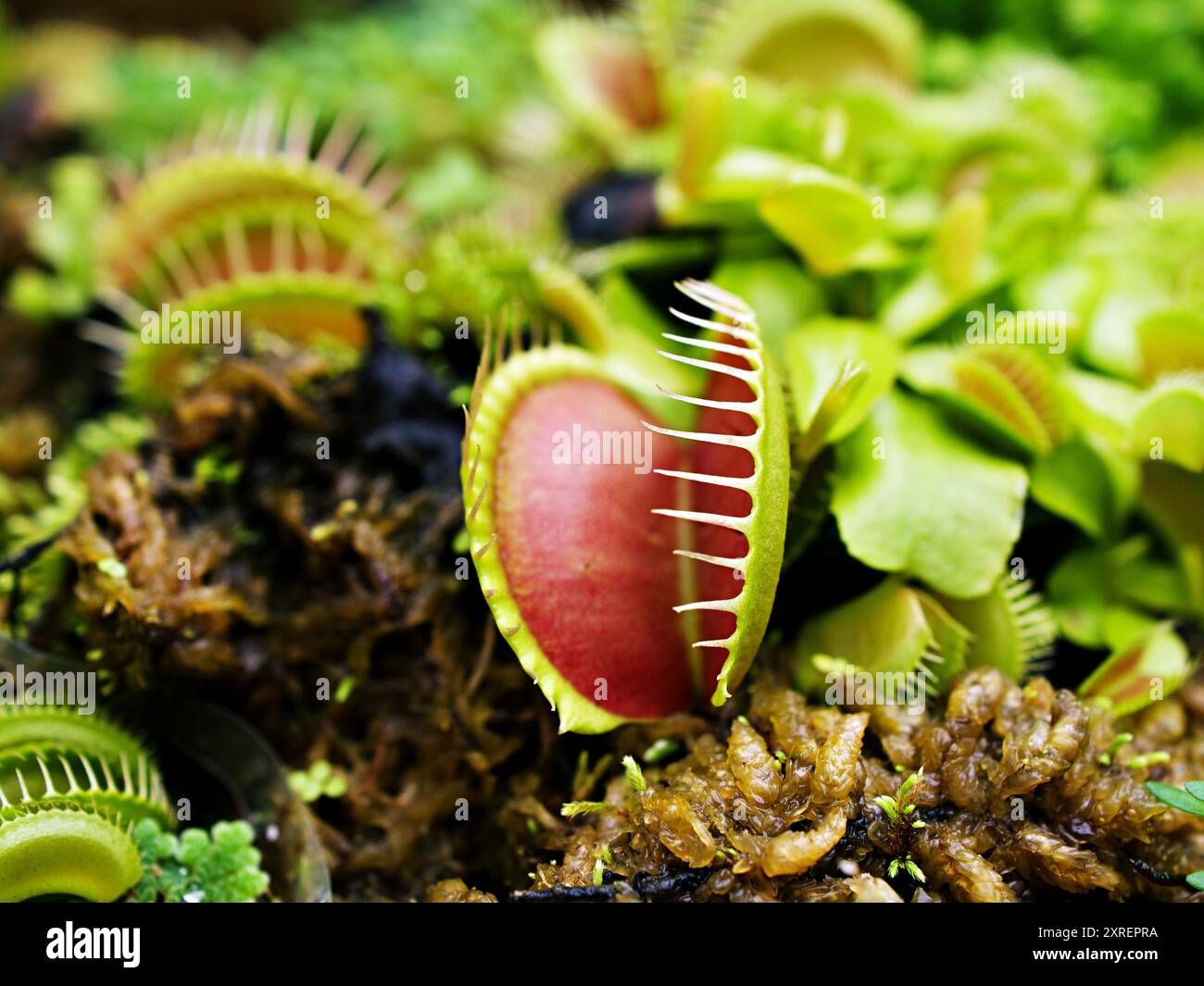 Closeup Venus flytrap ,Insectivorous plants ,Low Giant ,Dionaea ...