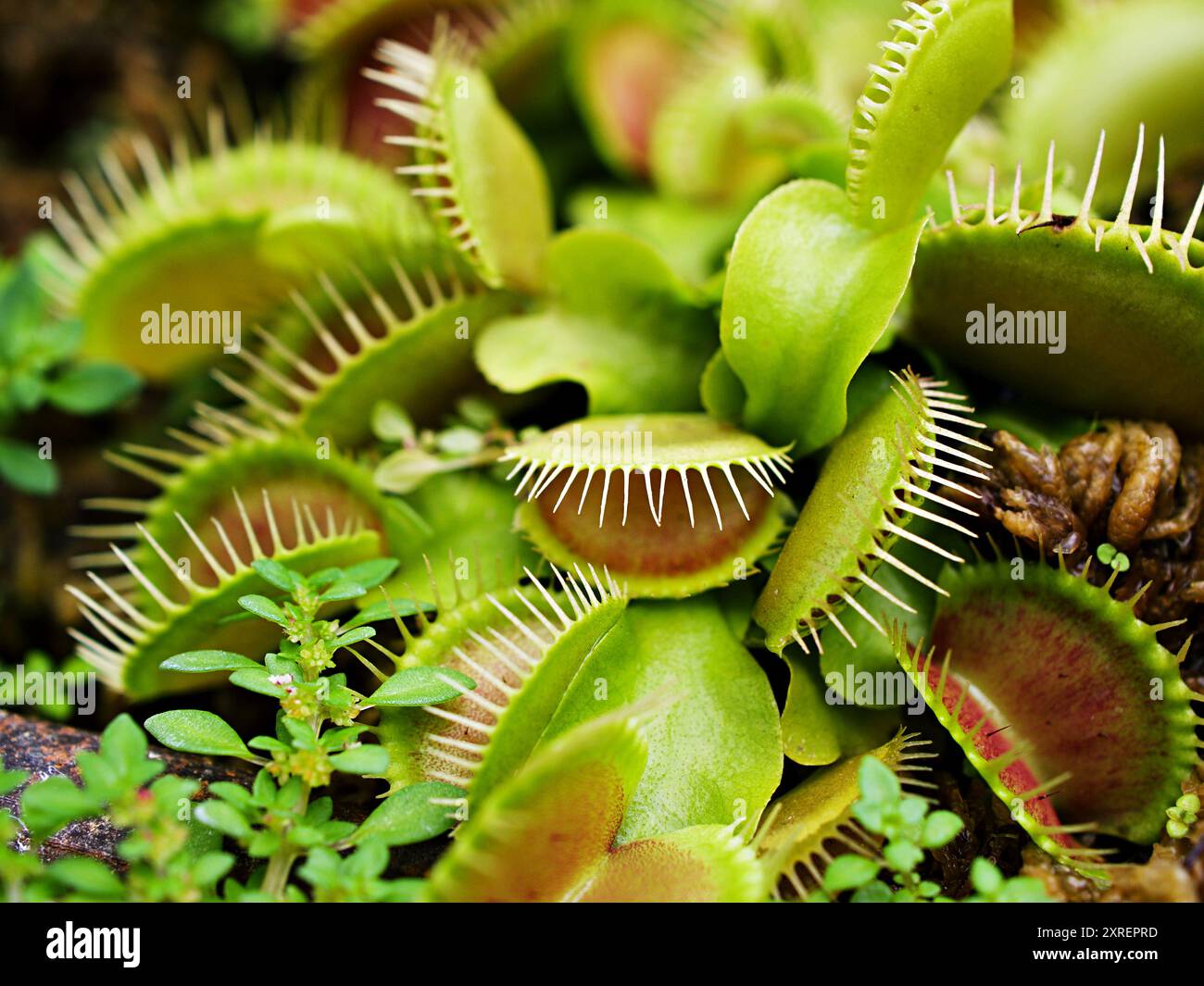 Closeup Venus flytrap ,Insectivorous plants ,Low Giant ,Dionaea ...