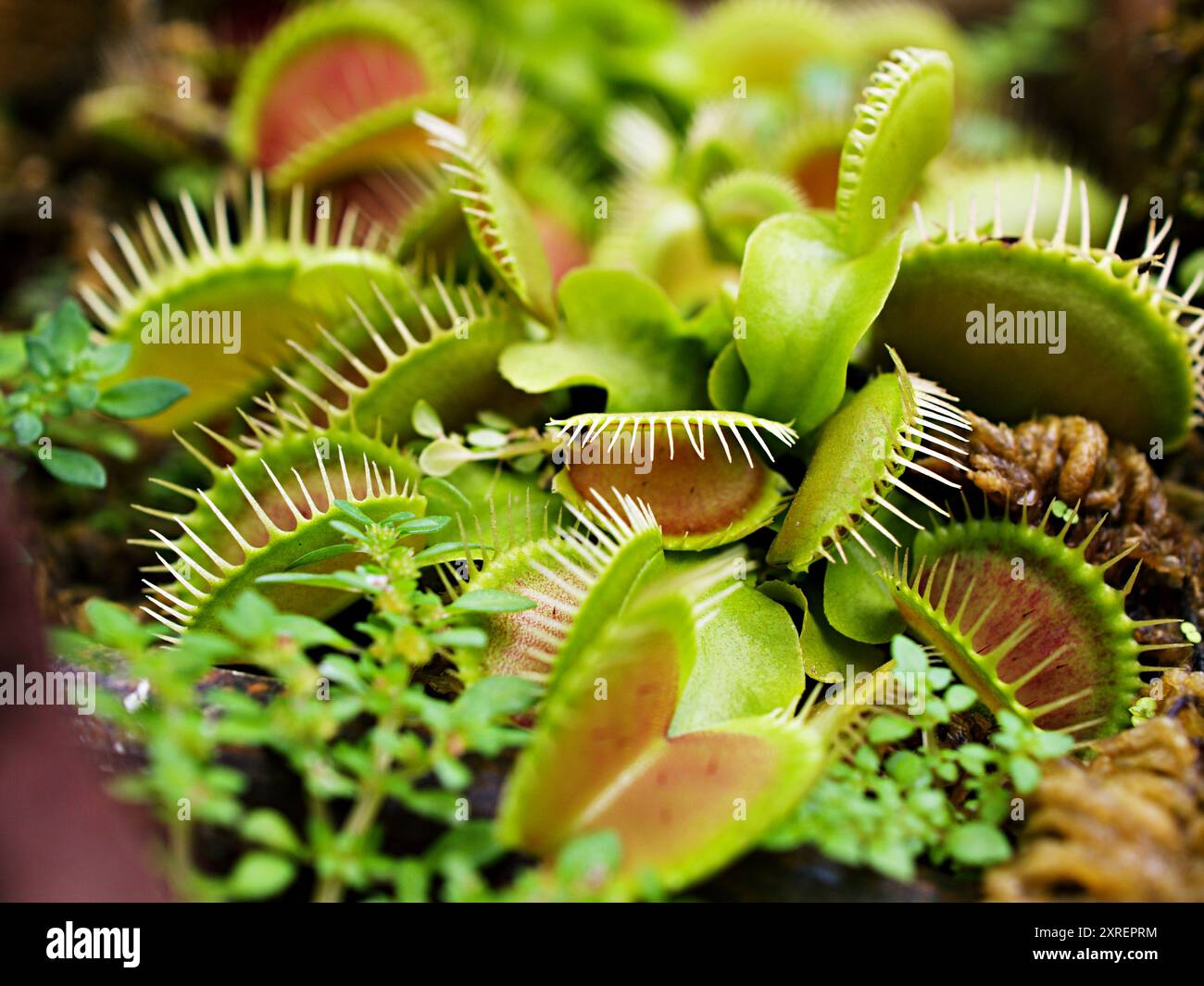 Closeup Venus flytrap ,Insectivorous plants ,Low Giant ,Dionaea ...