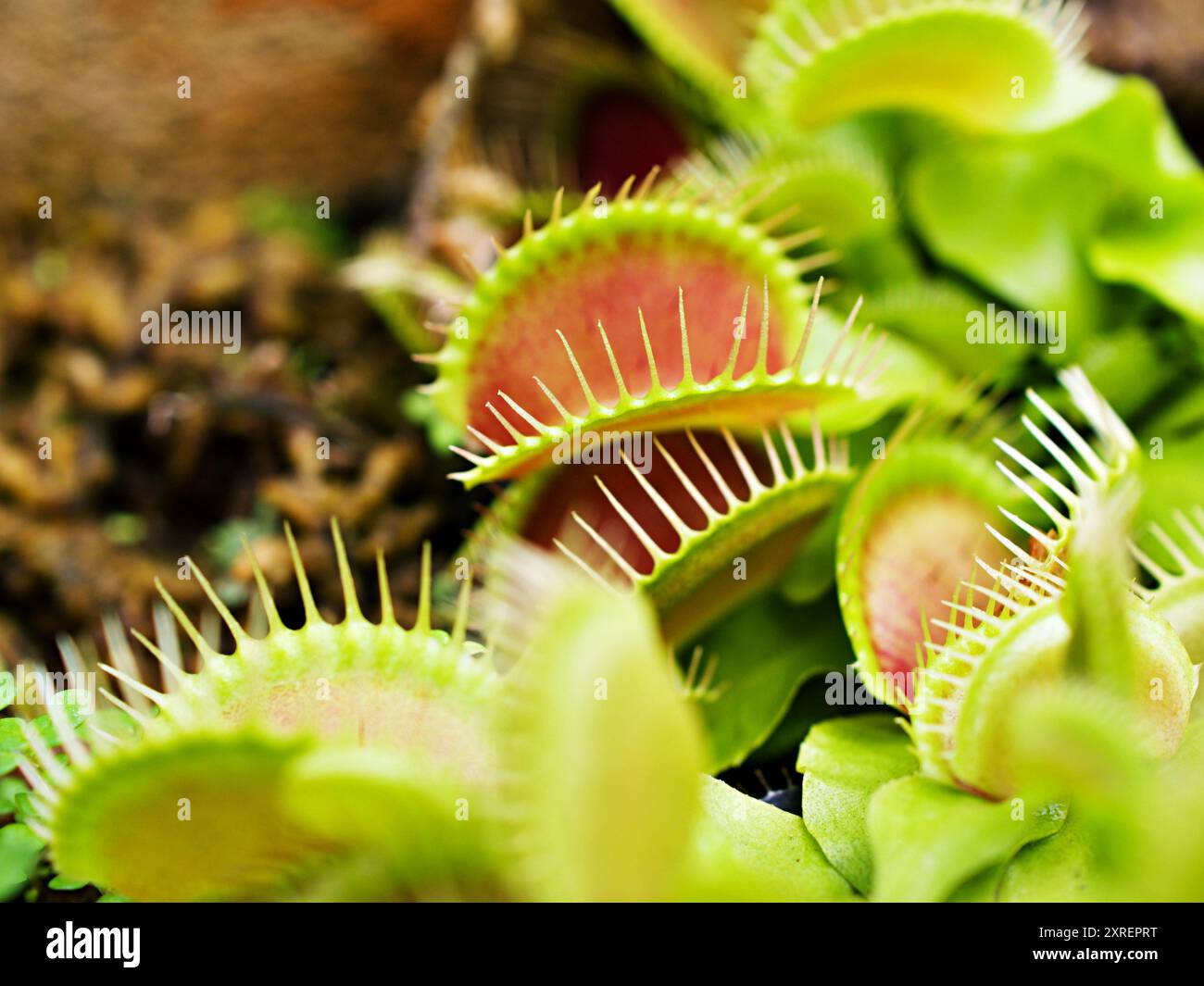 Closeup Venus flytrap ,Insectivorous plants ,Low Giant ,Dionaea ...