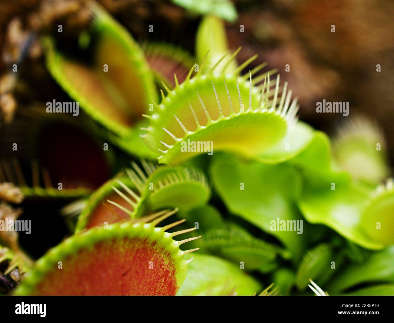 Closeup Venus flytrap ,Insectivorous plants ,Low Giant ,Dionaea ...