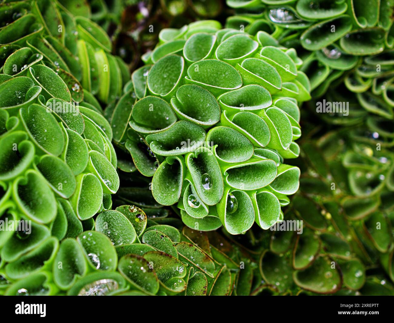 Macro green Giant Salvinia molesta ,weed water plants ,aquatic fern ,floating moss ,floating ...