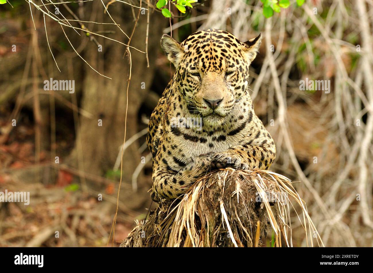Felino das americas hi-res stock photography and images - Alamy