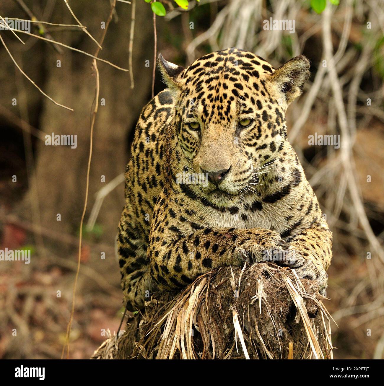 Maiores felinos hi-res stock photography and images - Alamy