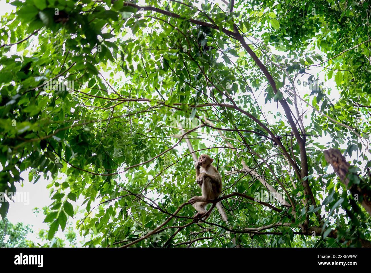 forest monkey on the tree Stock Photo - Alamy