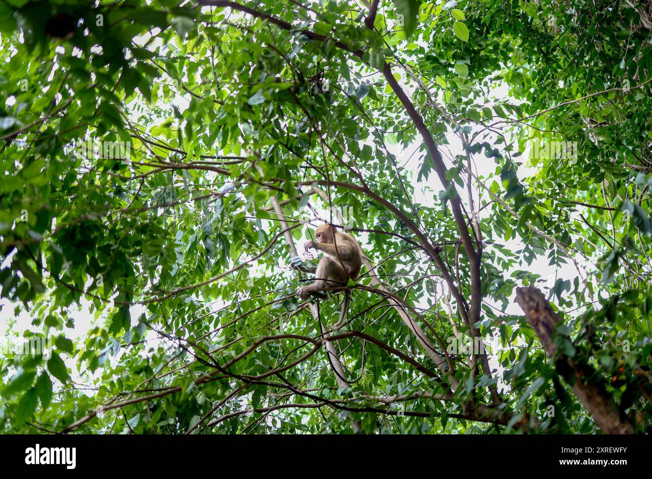 forest monkey on the tree Stock Photo - Alamy