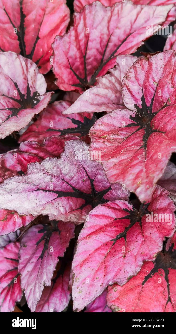 Vibrant Pink Leaves Texture for Backgrounds Stock Photo - Alamy