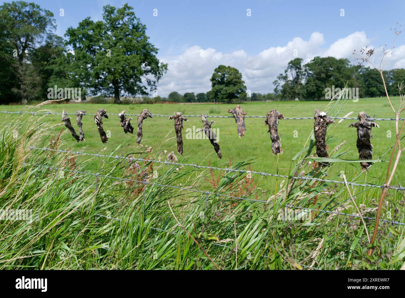 Dead Moles hanging on barbed wire fence, Featherstone Park ...