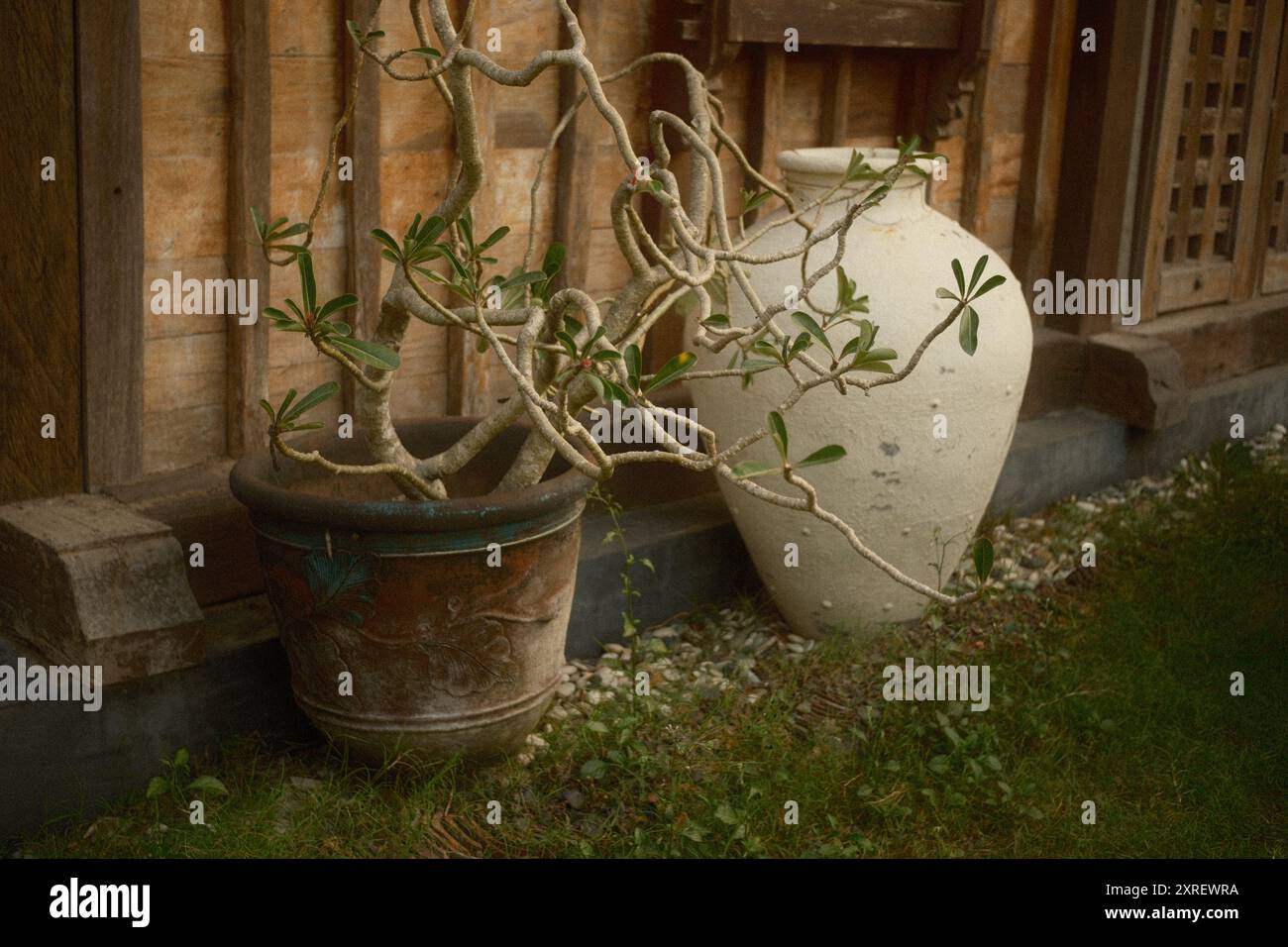 A frangipani plant or Plumeria alba in a decorative clay pot and an ...