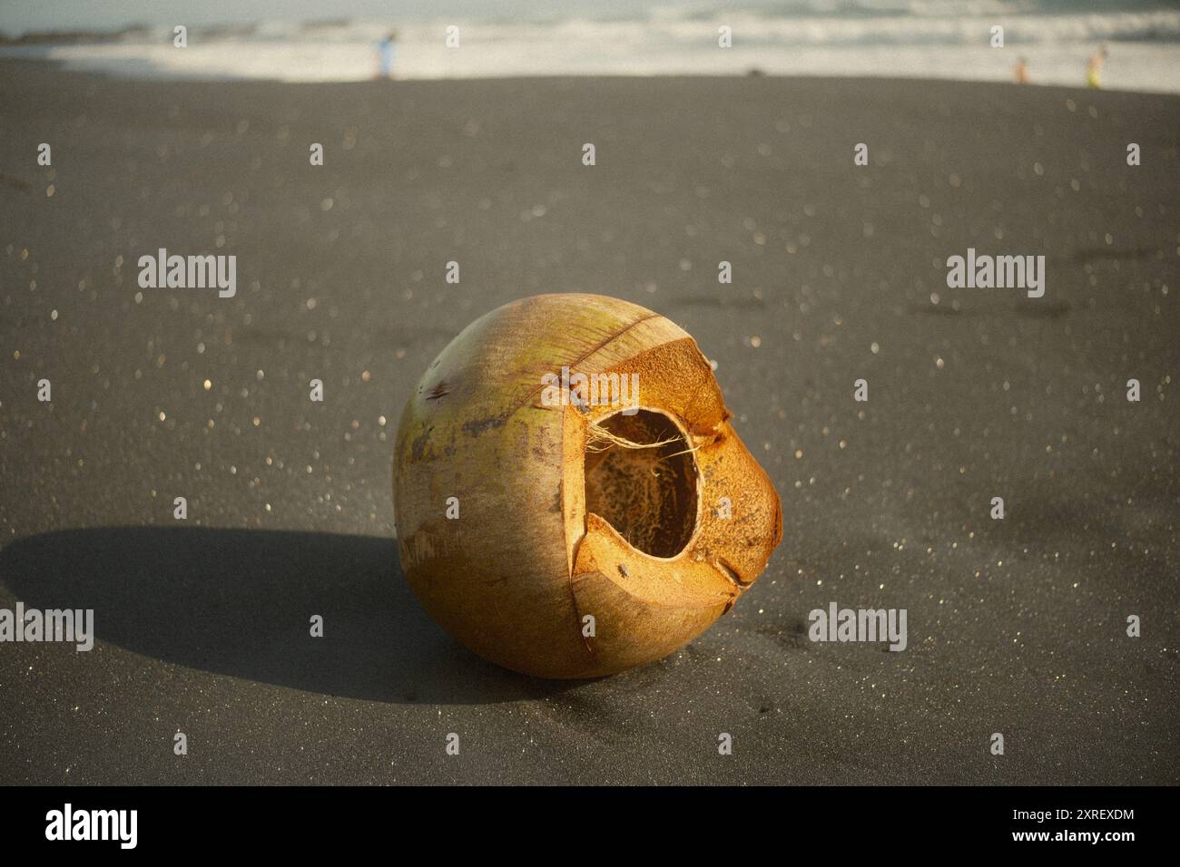 The dried coconut husk is placed on black sandy beach in tropical sea ...