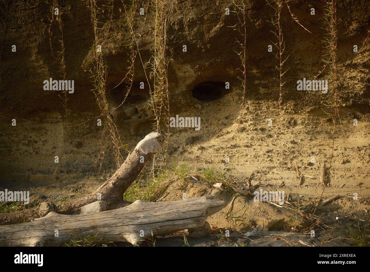 Cliffside surface eroded by ocean waves and dry wooden log on a ...
