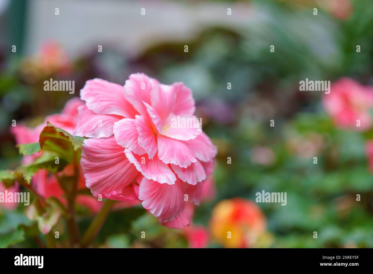 Close-up photograph captures the vibrant beauty of blooming begonias in ...