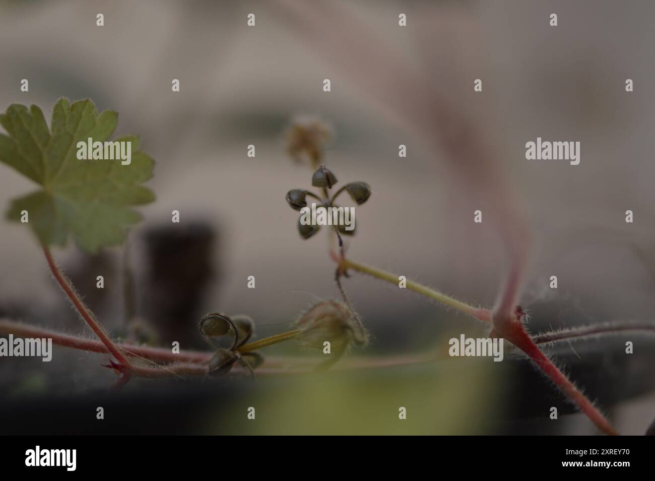 Hoja de la planta hi-res stock photography and images - Alamy