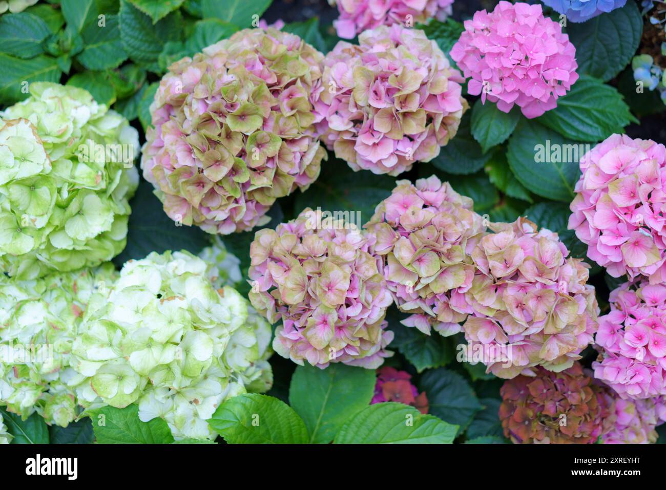 Hydrangea macrophylla bright pink flower head closeup. Hortensia pink ...