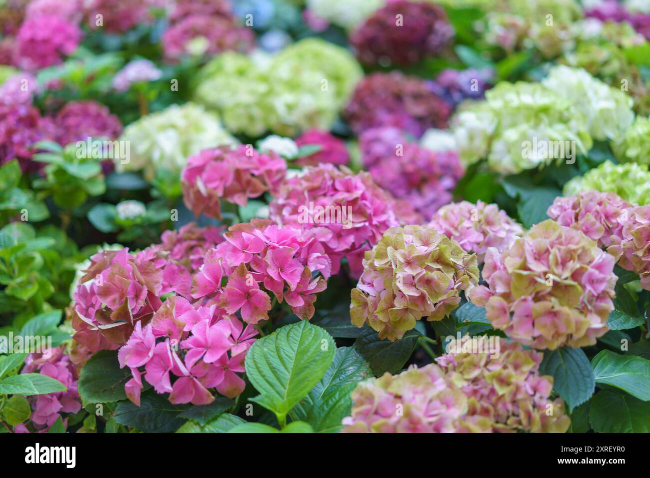 Hydrangea macrophylla bright pink flower head closeup. Hortensia pink ...