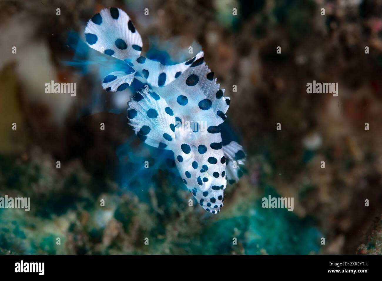 A juvenile Humpback grouper, Cromileptes altivelis, swims in Lembeh ...