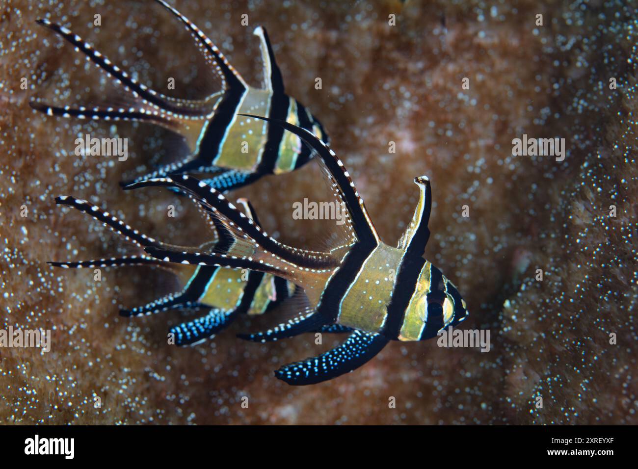 Banggai cardinalfish hi-res stock photography and images - Alamy