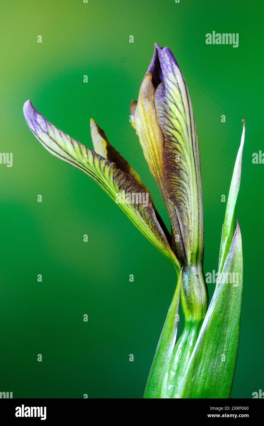 Stinking iris iris foetidissima iridaceae hi-res stock photography and ...