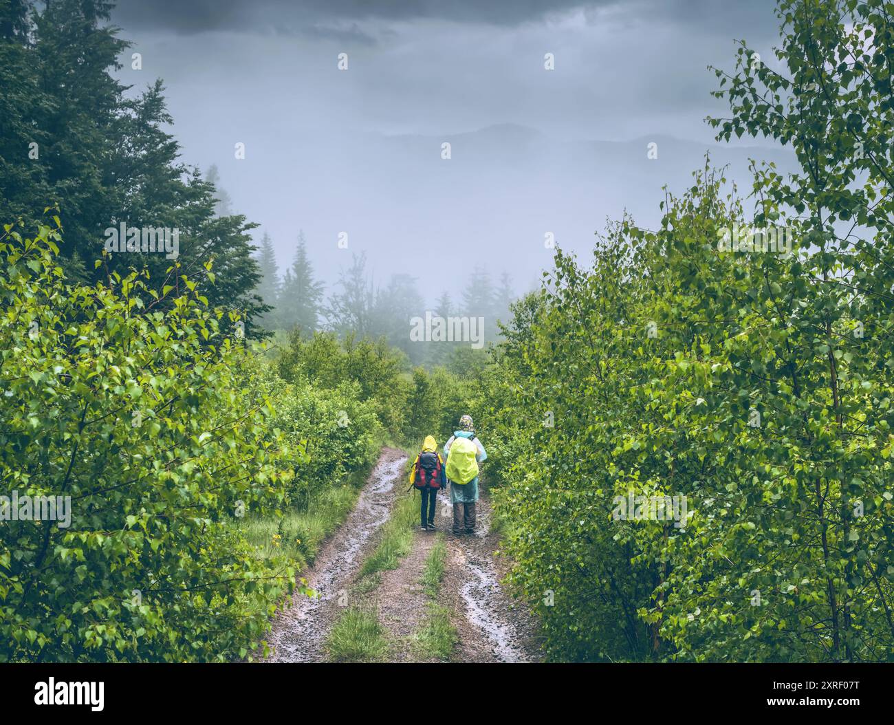 Two hikers on a path throught the forest in the mountains in rainy ...