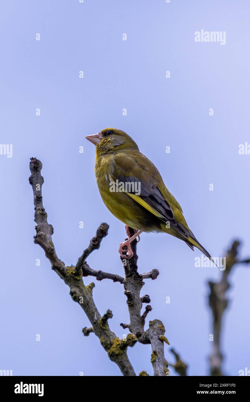 Turvey park hi-res stock photography and images - Alamy
