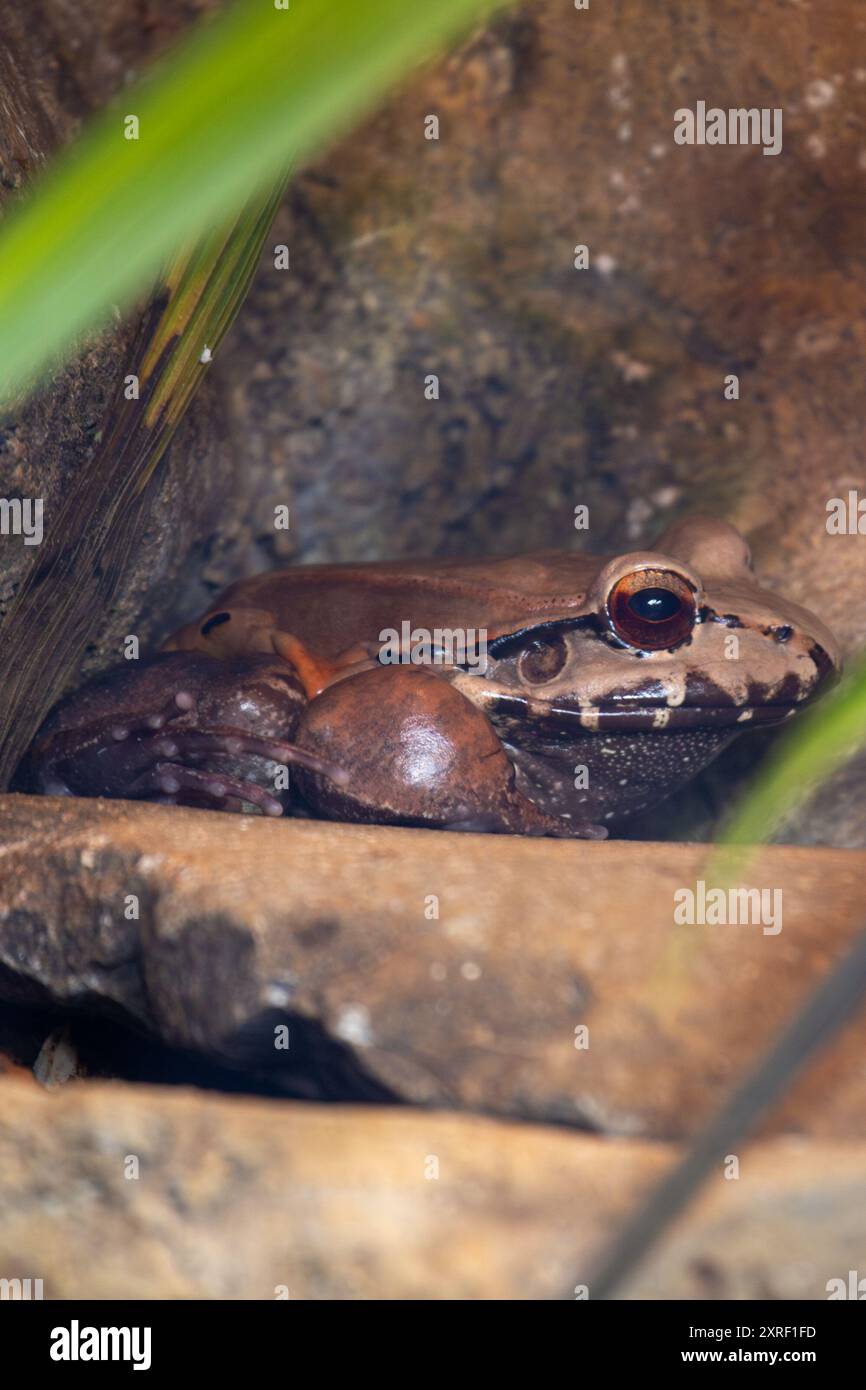 Giant ditch frog habitat hi-res stock photography and images - Alamy