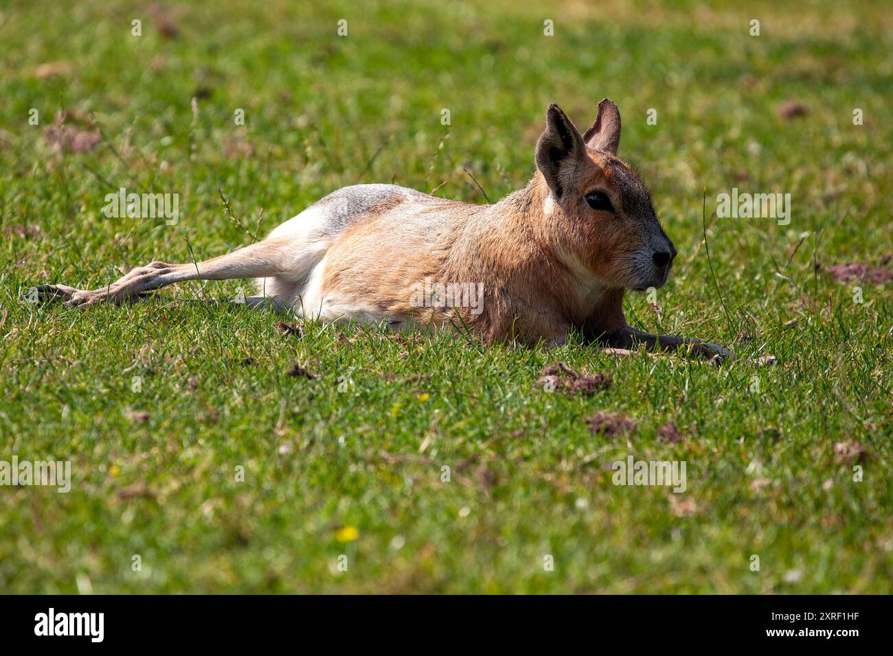 Arid scrublands hi-res stock photography and images - Alamy