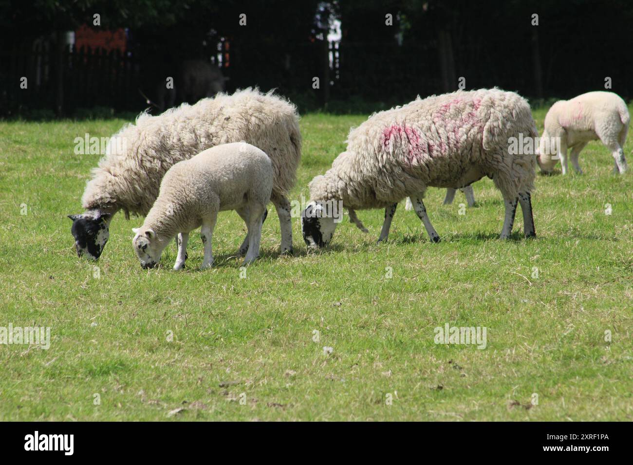 Sheep and lambs grazing eating grass in a meadow in early summer In ...