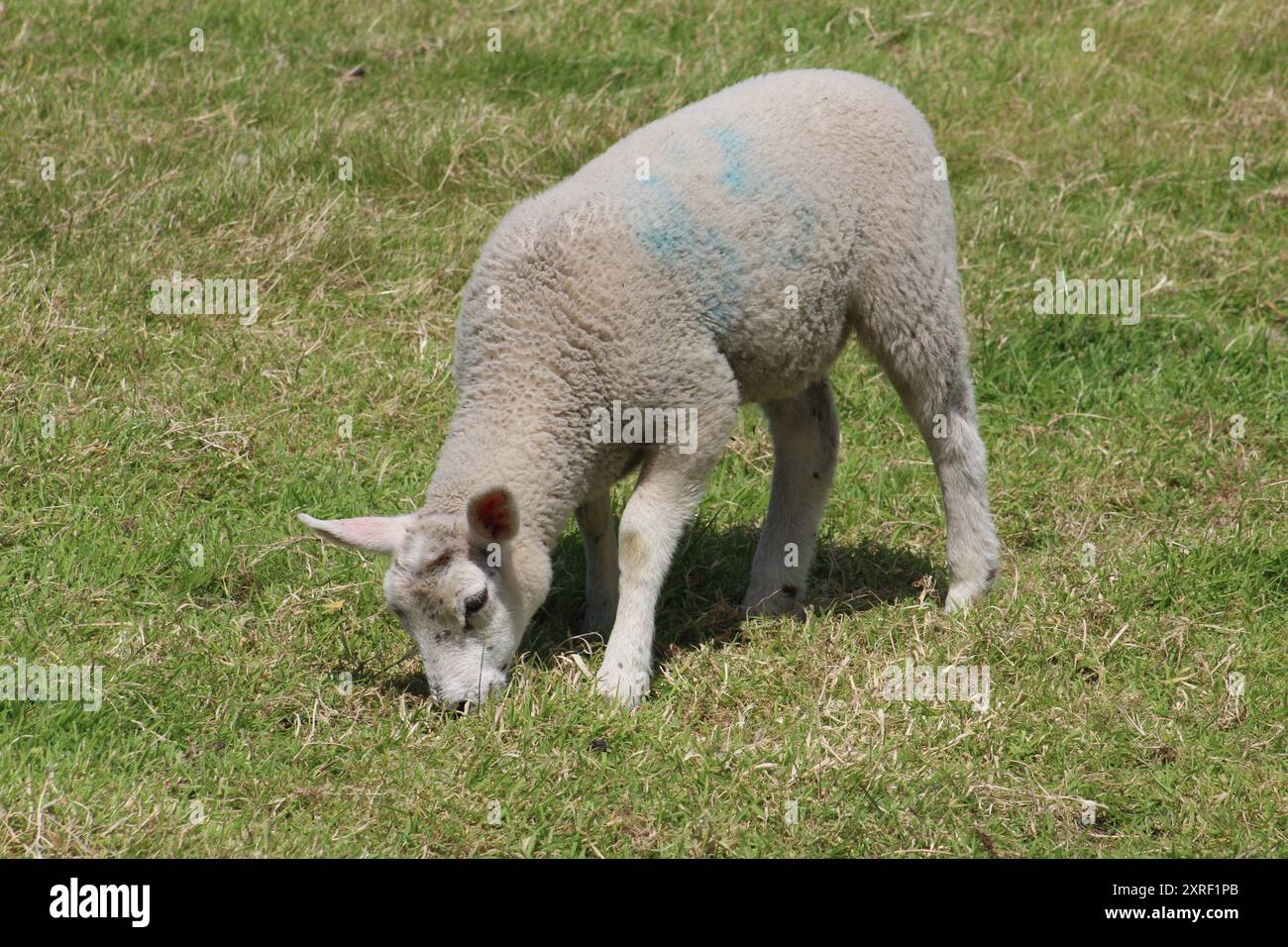 Lamb in a field eating grass on a early summers day in June In ...