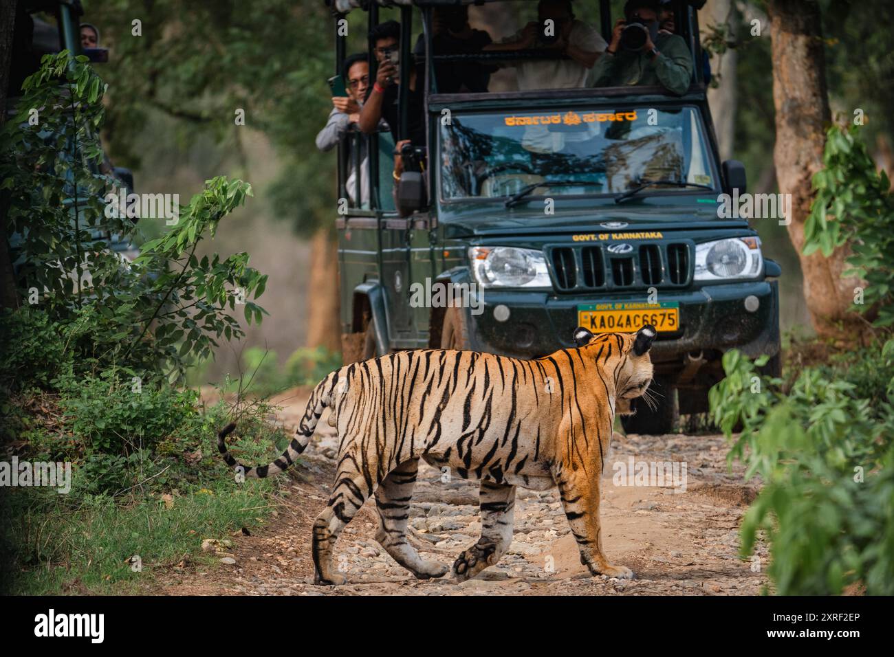 Tiger at Bandipur Stock Photo - Alamy