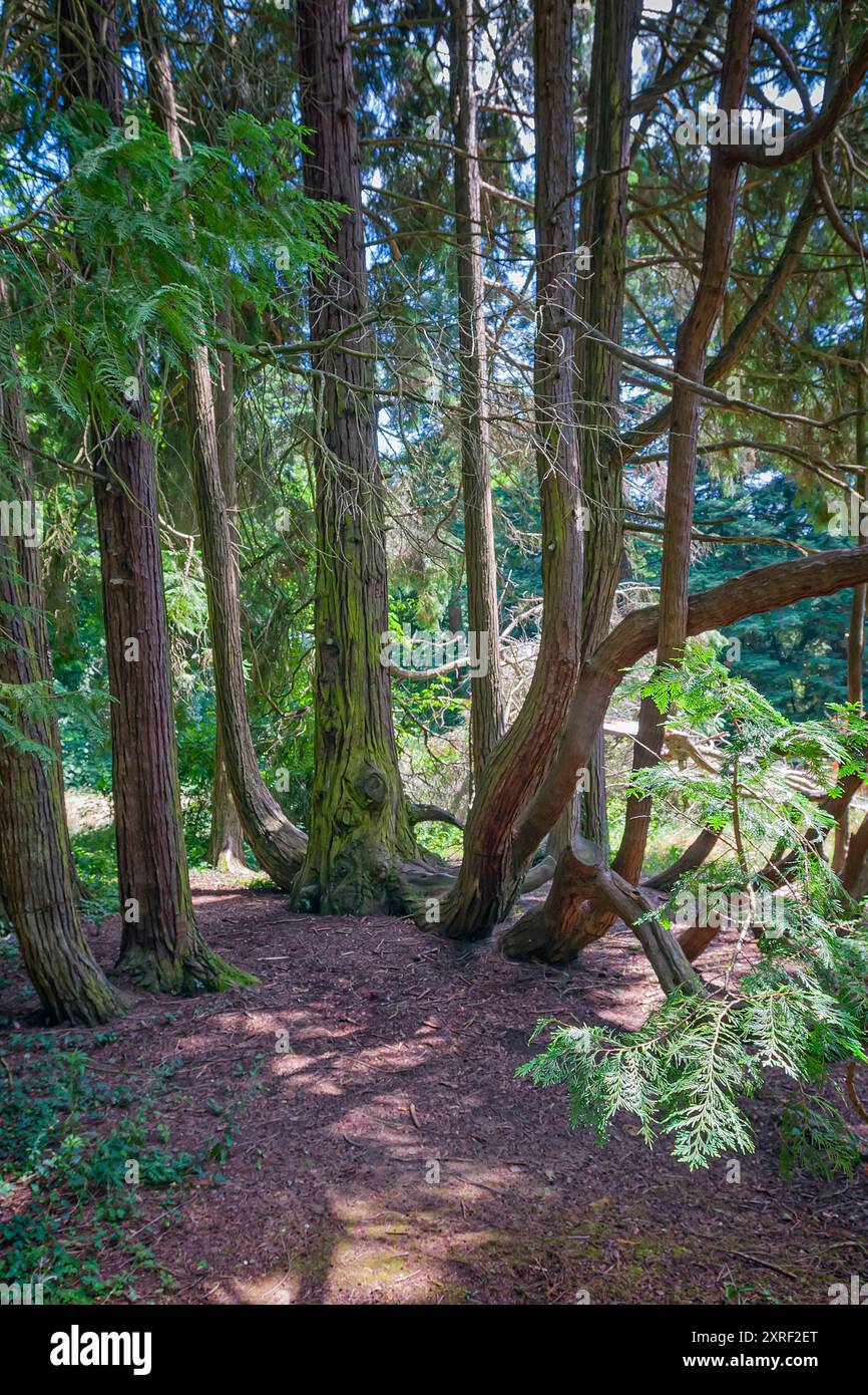Port Orford cedar or Lawson cypress (Chamaecyparis lawsoniana ...
