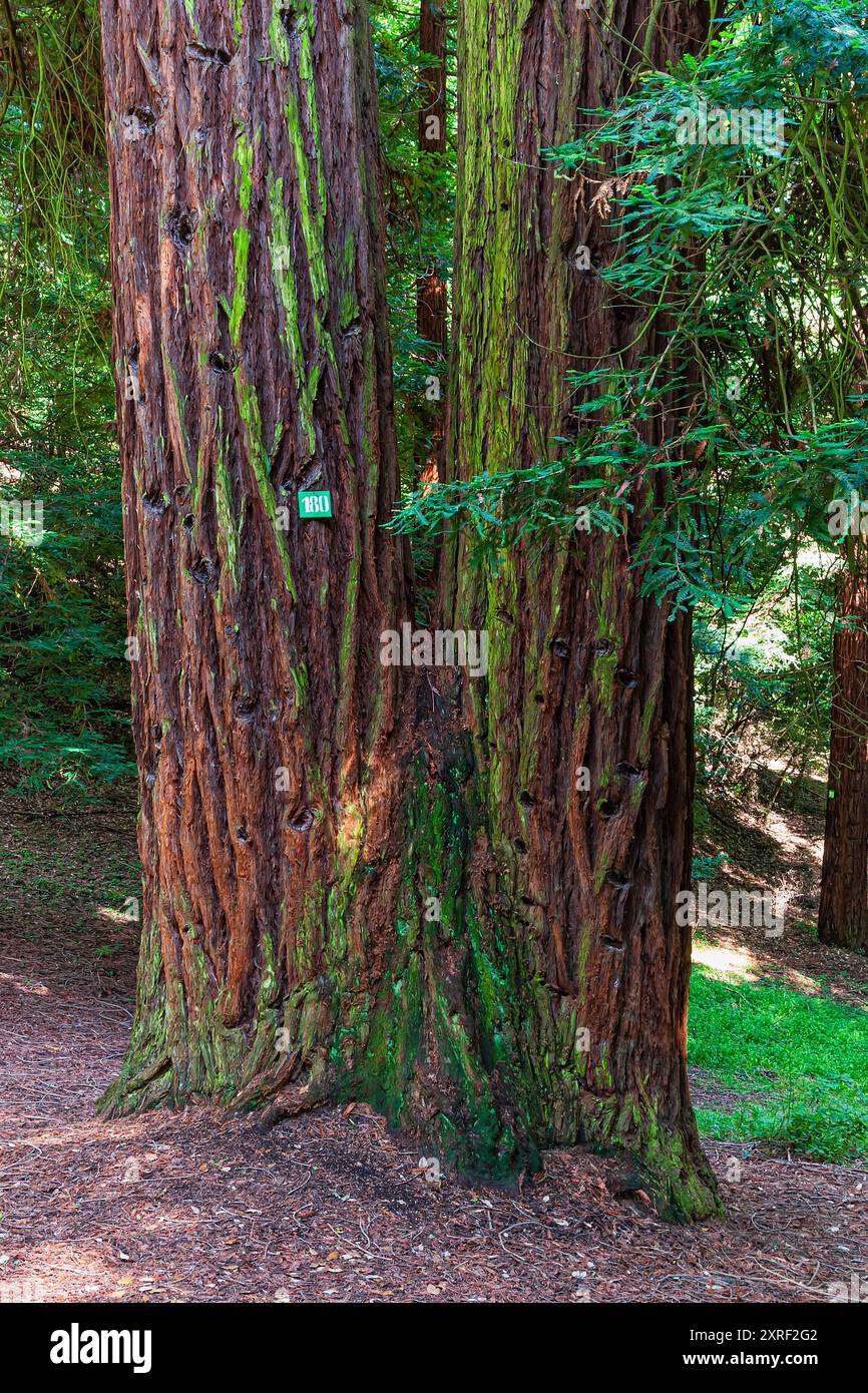 Sammezzano Twin Redwood, monumental tree. Sequoia sempervirens ...