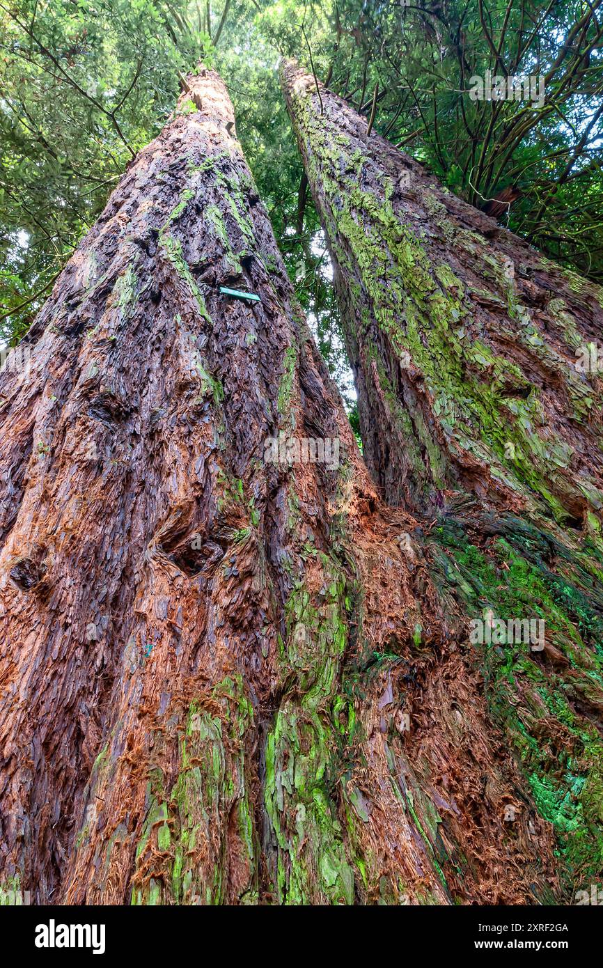 Sammezzano Twin Redwood, monumental tree. Sequoia sempervirens ...