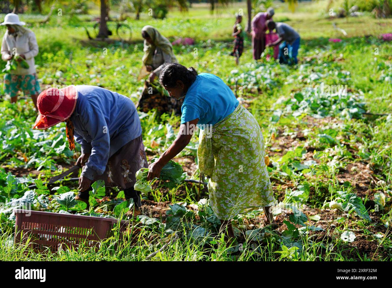 Galewela. 9th Aug, 2024. Villagers harvest kohlrabi in the field in the ...