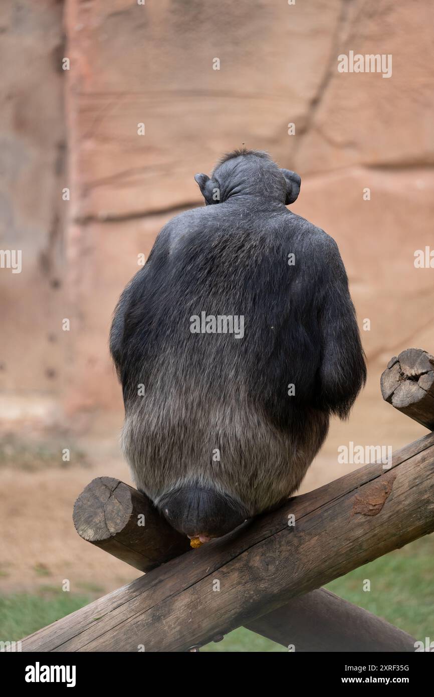 The chimpanzee (Pan troglodytes) back, chimp sitting on wooden pole ...
